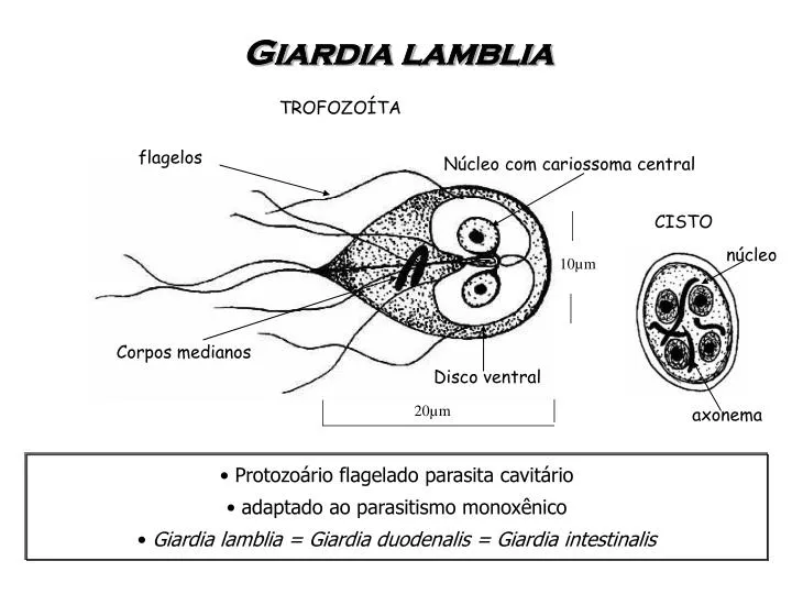 PPT - Giardia lamblia PowerPoint Presentation, free download - ID:464824