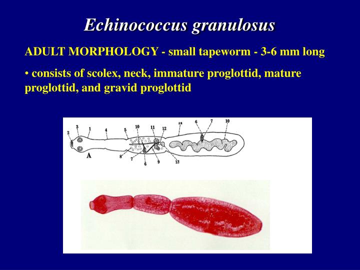 PPT - Echinococcus granulosus PowerPoint Presentation - ID:465018