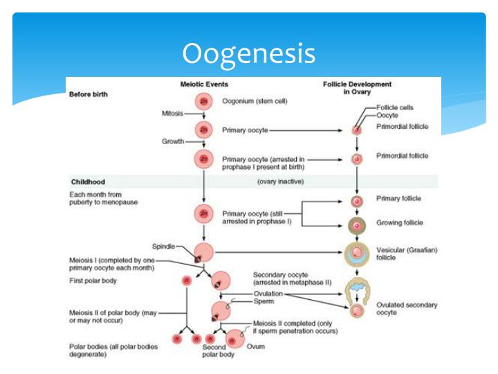 PPT - Spermatogenesis vs. Oogenesis PowerPoint Presentation - ID:465507