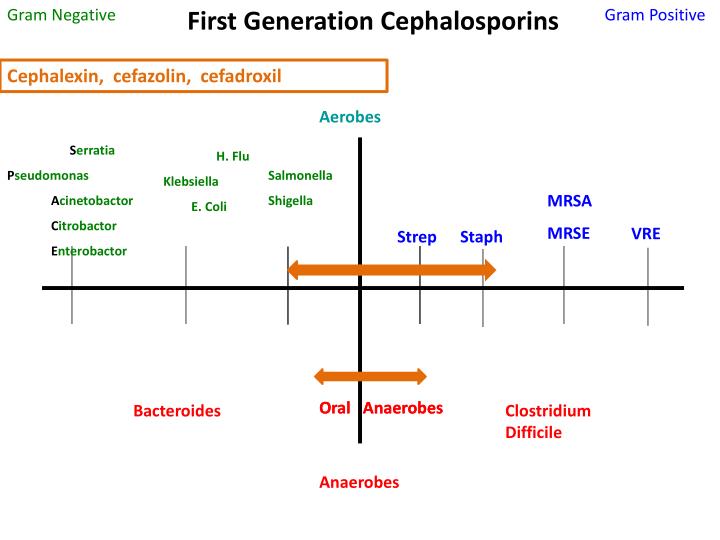 PPT - Gram Negative Gram Positive PowerPoint Presentation - ID:467167