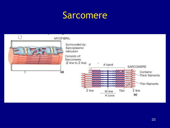 PPT - Chapter 10: Muscle Tissue PowerPoint Presentation - ID:467408