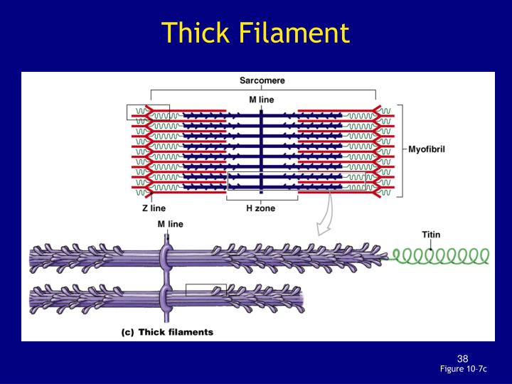 PPT - Chapter 10: Muscle Tissue PowerPoint Presentation - ID:467408