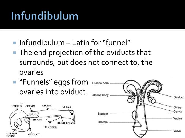 Ppt Bovine Reproductive Anatomy Powerpoint Presentation Id467542