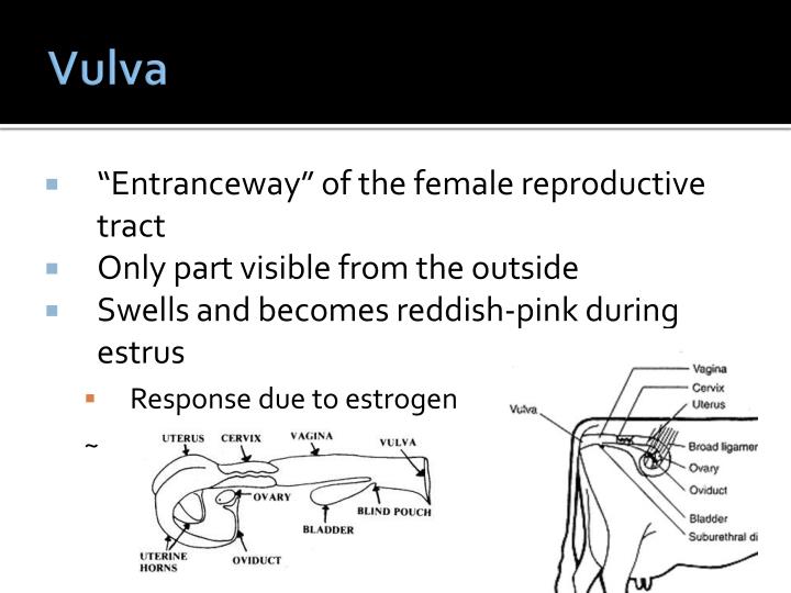 PPT - Bovine Reproductive Anatomy PowerPoint Presentation - ID:467542