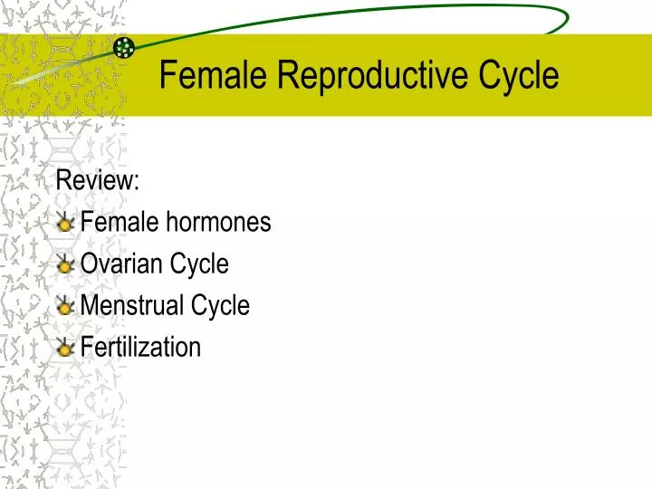 PPT - Female Reproductive Cycle PowerPoint Presentation, free download ... PPT - Female Reproductive Cycle PowerPoint Presentation, free download ...