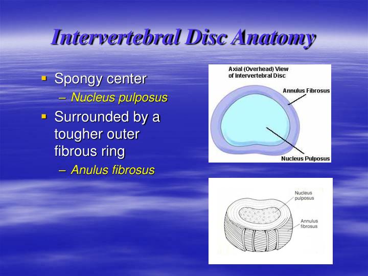 PPT - Spine Biomechanics, Intervertebral Disc &LBP PowerPoint ...