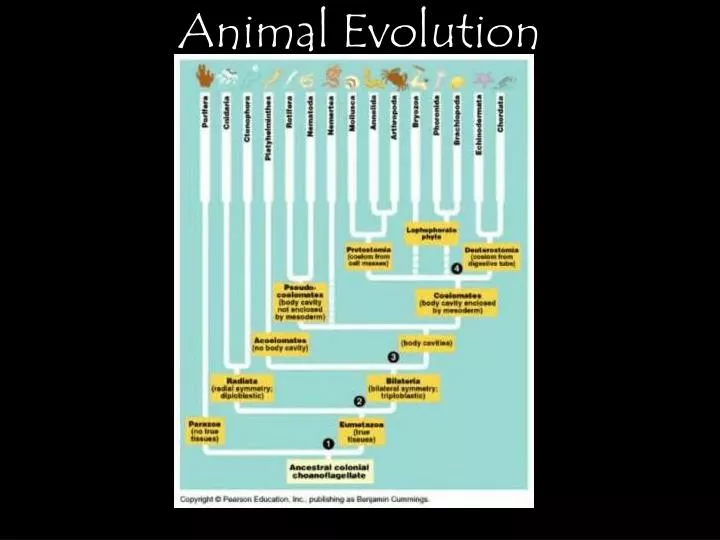 PPT - Animal Evolution PowerPoint Presentation, free download - ID:468989