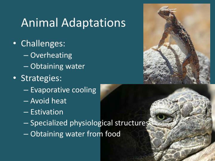 Desert pocket mouse adaptations - currentapo