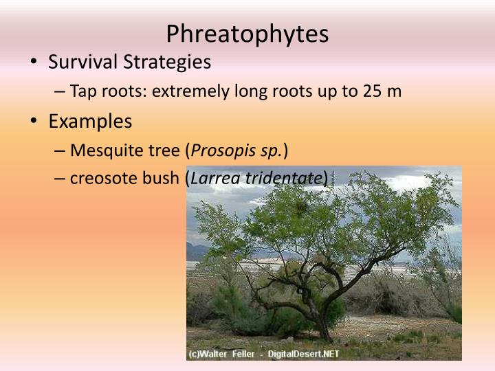 PPT - Adaptations of Mojave Plants and Animals PowerPoint Presentation ...