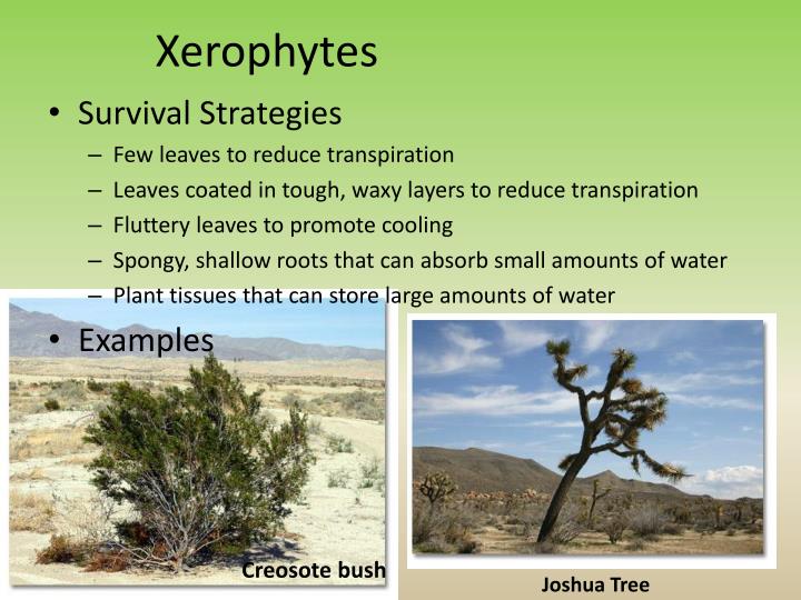 Xerophytes With Name