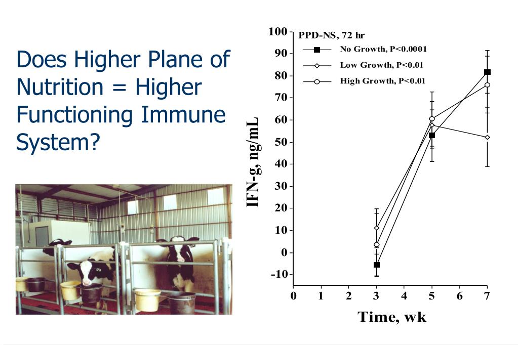 PPT - Calf Nutrition Issues and Factors Affecting Rumen Development Dr ...