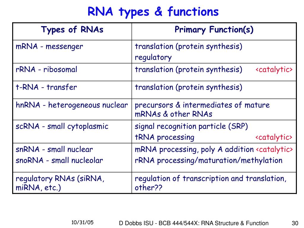 Ppt 10 31 05 Rna Structure And Function Powerpoint Presentation Id 471912