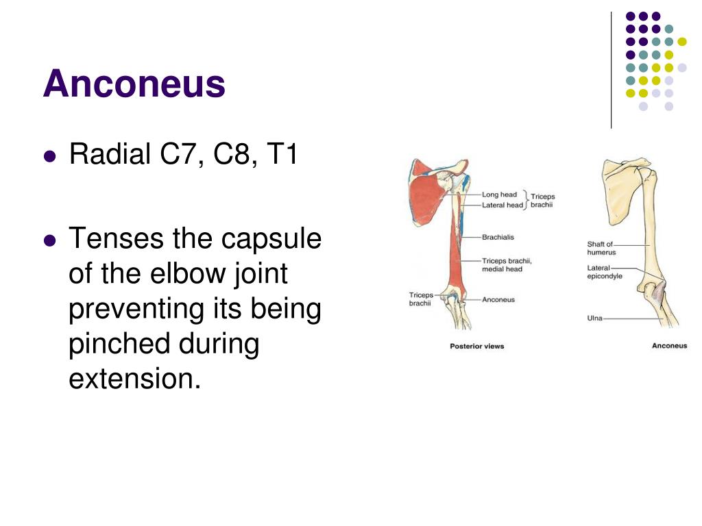 PPT - Anatomy for Health Care Professionals NUR469: Lecture 2 September ...