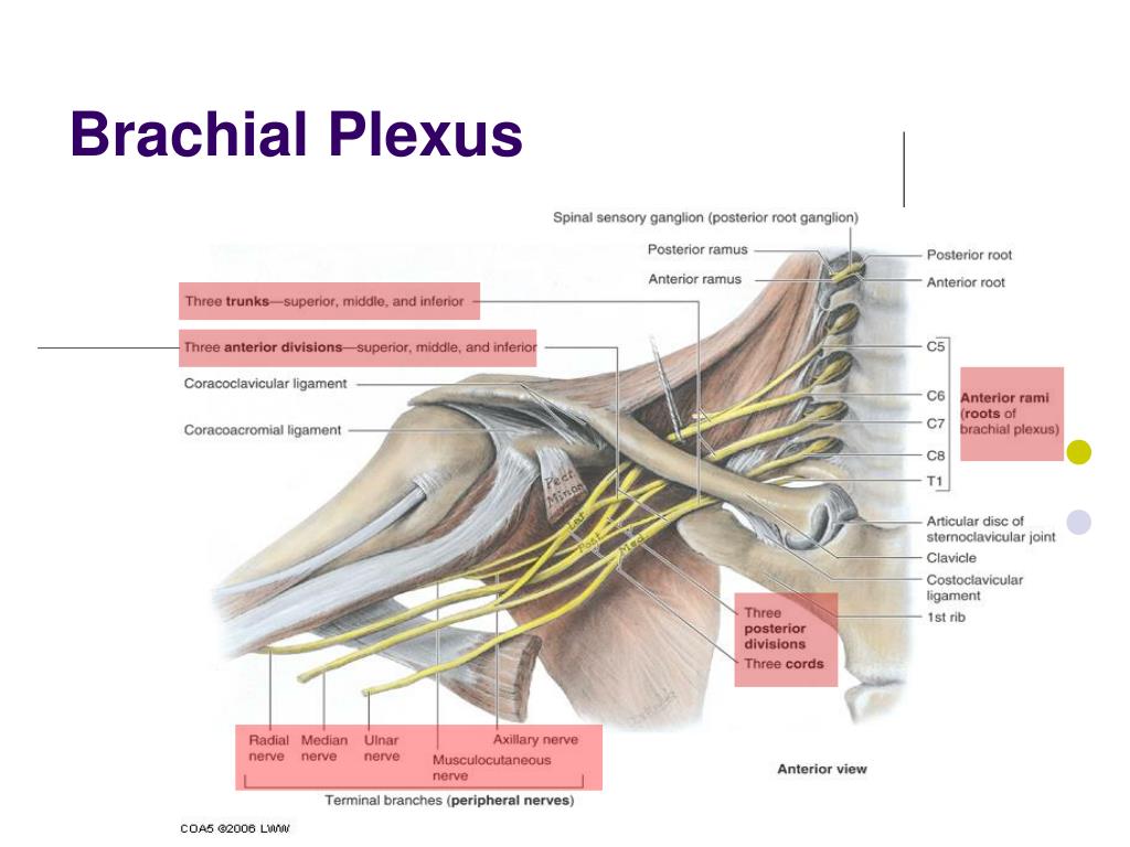 PPT - Anatomy for Health Care Professionals NUR469: Lecture 2 September ...