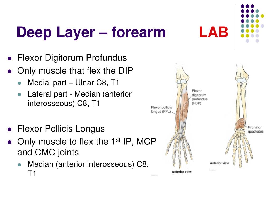 PPT - Anatomy for Health Care Professionals NUR469: Lecture 2 September ...