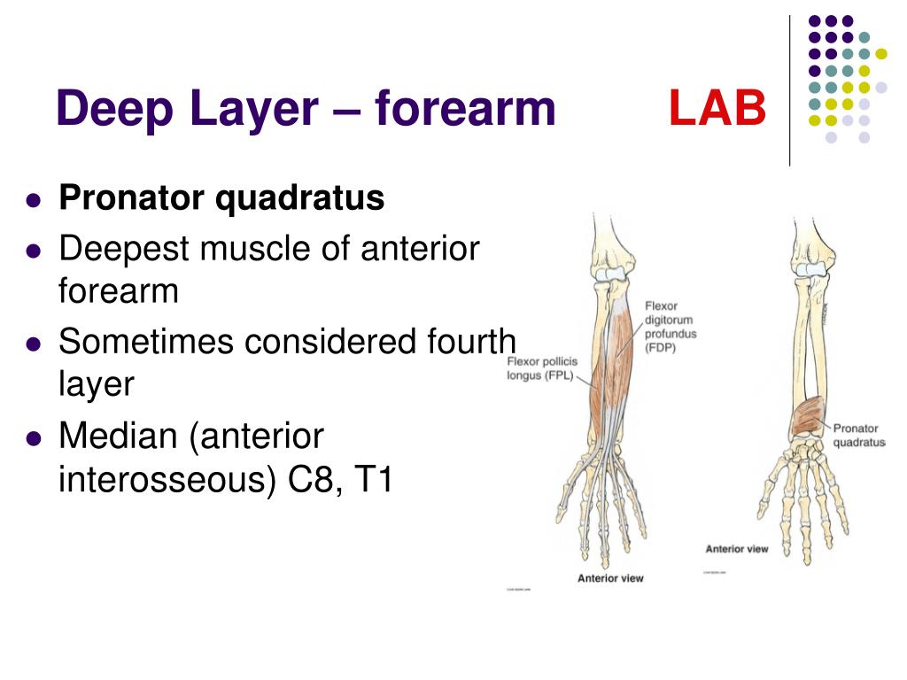 PPT - Anatomy for Health Care Professionals NUR469: Lecture 2 September ...