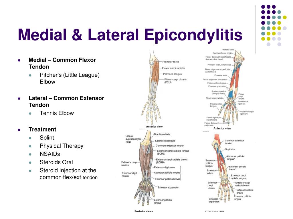 PPT - Anatomy for Health Care Professionals NUR469: Lecture 2 September ...