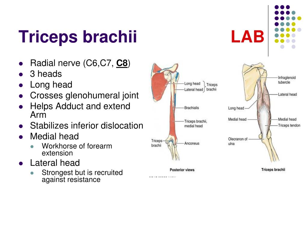 PPT - Anatomy for Health Care Professionals NUR469: Lecture 2 September ...