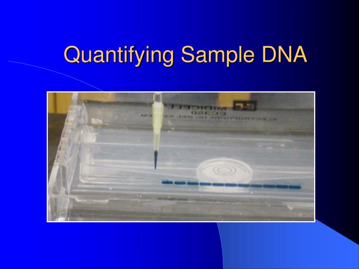PPT - Quantifying Sample DNA PowerPoint Presentation, free download ...