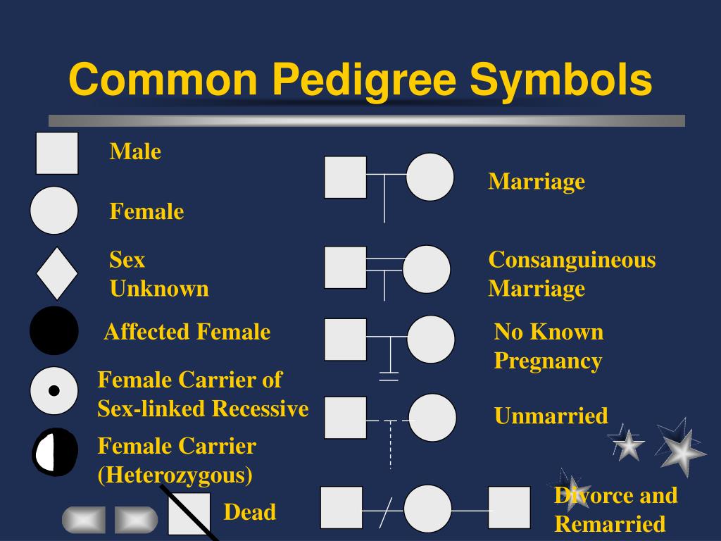 PPT - Human Pedigree and Genetic Disease PowerPoint Presentation, free ...