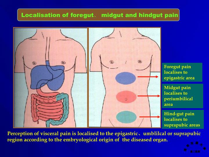 PPT - 腹 部 The Abdomen PowerPoint Presentation - ID:475120