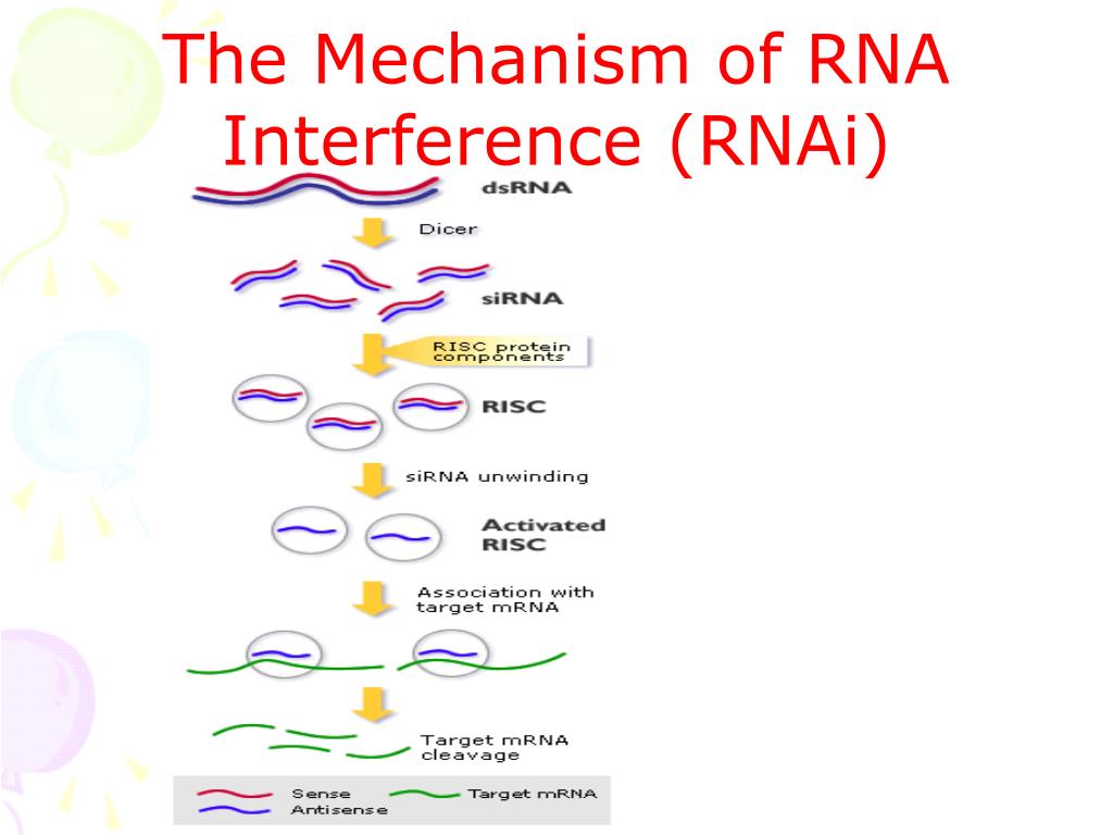 PPT - RNA interference ( RNAi ) PowerPoint Presentation, free download ... PPT - RNA interference ( RNAi ) PowerPoint Presentation, free download ...