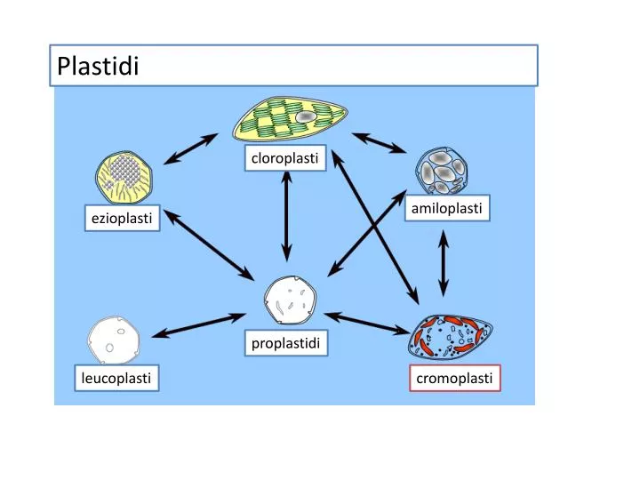 PPT - Plastidi PowerPoint Presentation, free download - ID:475492
