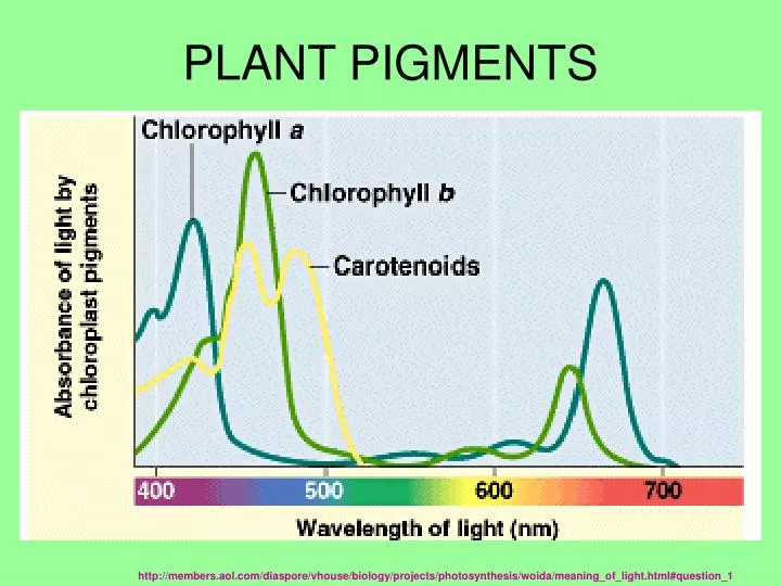 PPT - PLANT PIGMENTS PowerPoint Presentation, free download - ID:476415