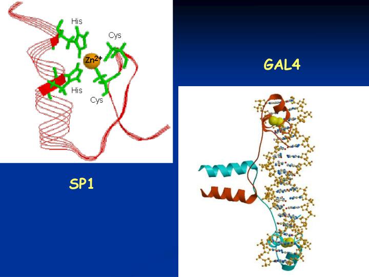 PPT - Chapter 7 Regulation of Eukaryotic Gene Expression PowerPoint ...