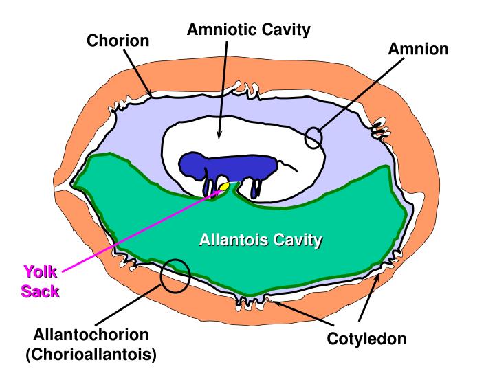 PPT - Lecture 19 Placentation and Maternal Recognition of Pregnancy ...