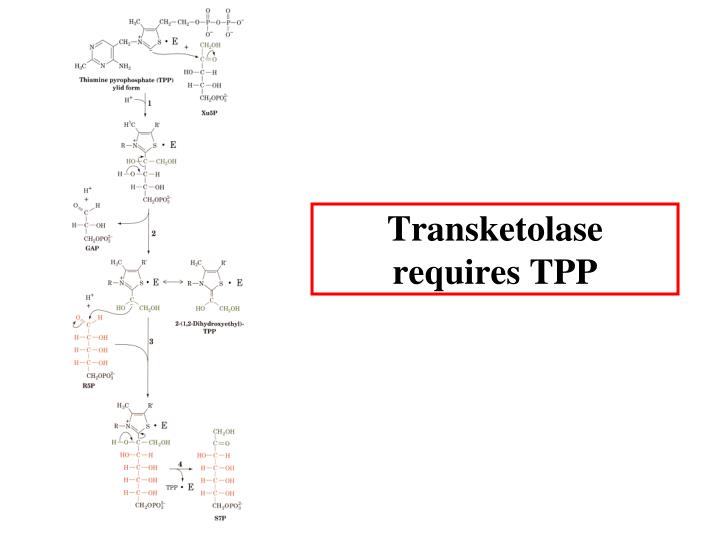 PPT - TCA & Pentose Phosphate Pathway 12/01/2009 PowerPoint ...