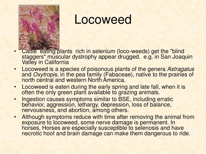 PPT - Selenium PowerPoint Presentation - ID:477049