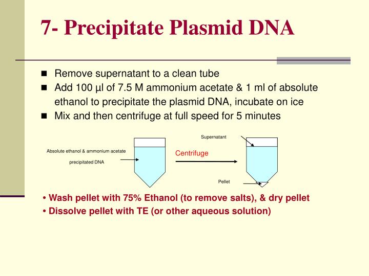 PPT - Plasmid DNA Isolation PowerPoint Presentation - ID:477427