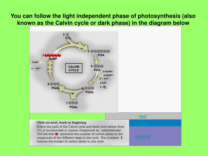 PPT - Part 2- Dark phase of Photosynthesis PowerPoint Presentation - ID ...