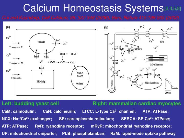 PPT - Calcium Homeostasis and Signaling in Yeast Cells and Cardiac ...