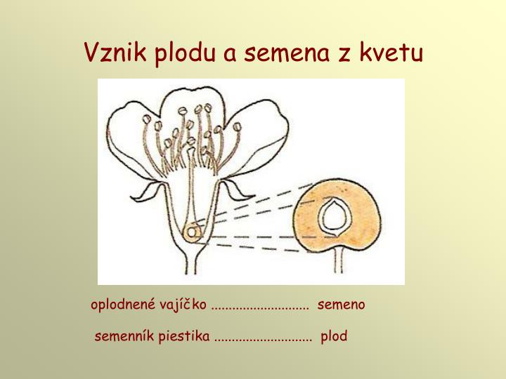 PPT - Rozmnožovanie rastlín PowerPoint Presentation - ID:477895