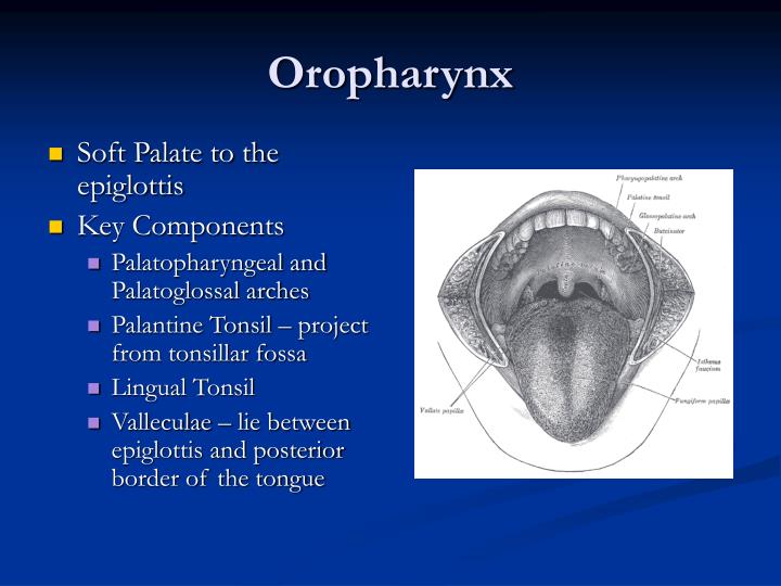 PPT - Diseases of Pharynx and Larynx PowerPoint Presentation - ID:478090