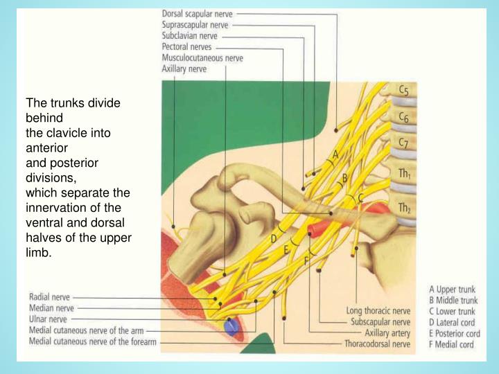 PPT - Brachial Plexus Block Above the Clavicle PowerPoint Presentation - ID:478251
