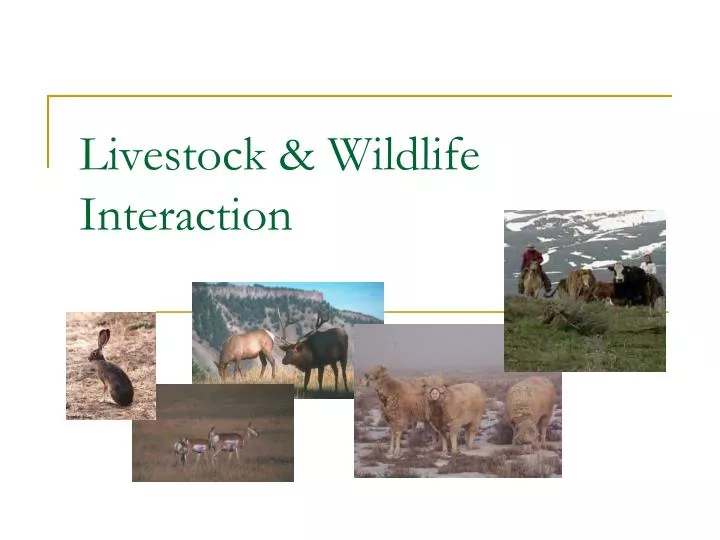 PPT - Livestock & Wildlife Interaction PowerPoint Presentation, free ...
