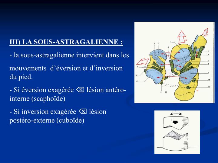 PPT - Pied et Cheville PowerPoint Presentation - ID:478879