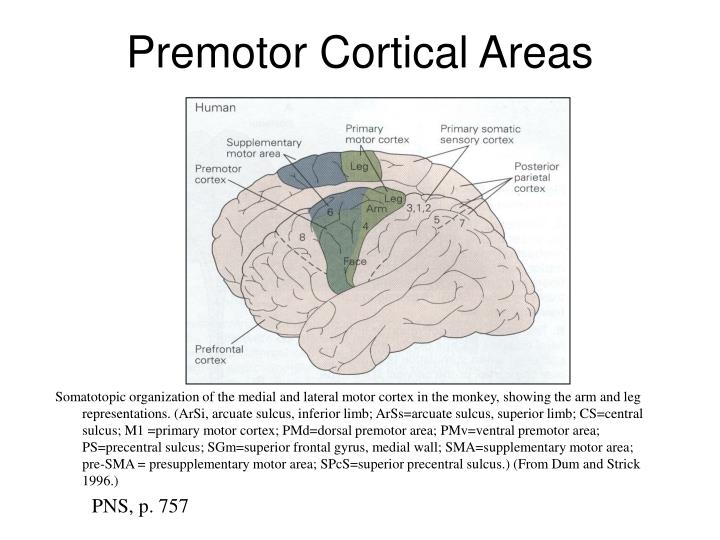 PPT - Cortical gyri and sulci PowerPoint Presentation - ID:479006