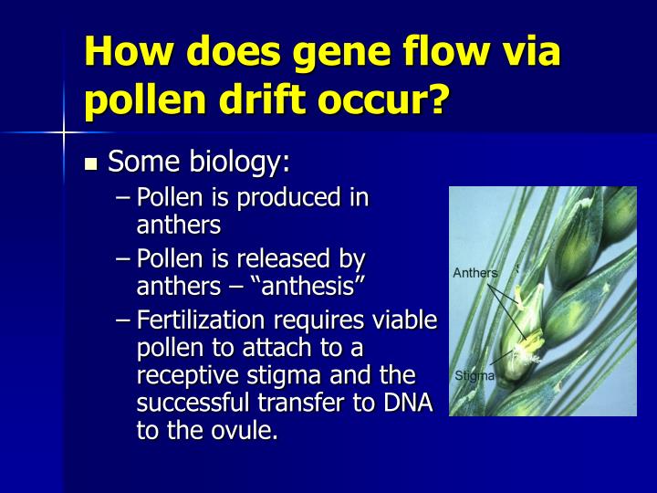 PPT - Gene Flow Through Pollen Drift: A Scientific Perspective ...