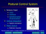 PPT - Postural Control and Balance PowerPoint Presentation - ID:480365