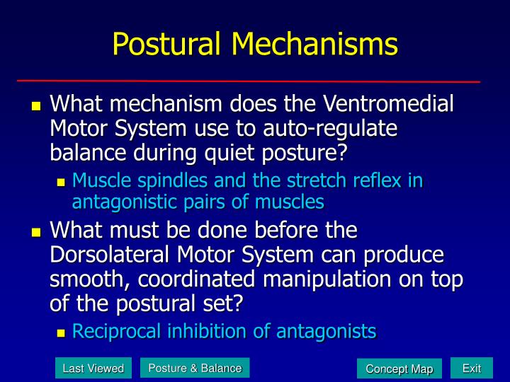 PPT - Postural Control and Balance PowerPoint Presentation - ID:480365