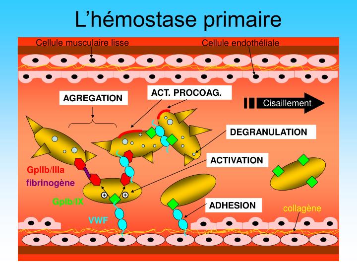 PPT - PHYSIOLOGIE DE L’HEMOSTASE PRIMAIRE PowerPoint Presentation - ID ...