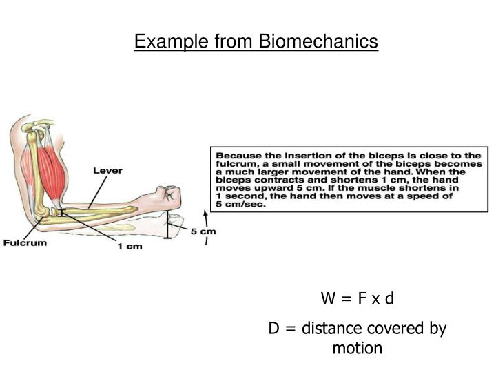 PPT - Chapter 12: Static Equilibrium PowerPoint Presentation - ID:481951