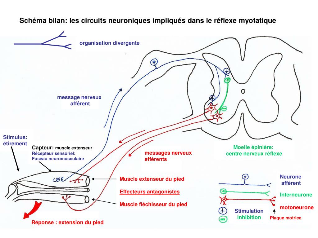PPT - Le réflexe myotatique: un phénotype comportemental Schémas bilan ... PPT - Le réflexe myotatique: un phénotype comportemental Schémas bilan ...