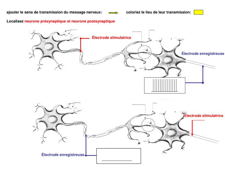 PPT - Le réflexe myotatique: un phénotype comportemental Schémas bilan ... PPT - Le réflexe myotatique: un phénotype comportemental Schémas bilan ...