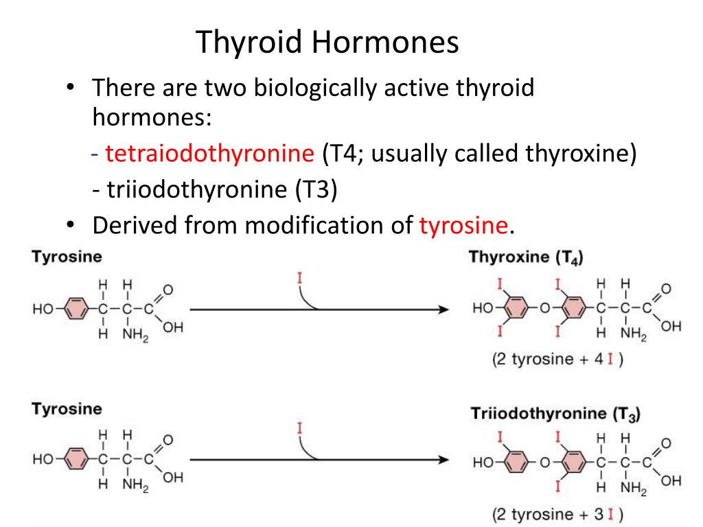 Ppt Production Regulation And Action Of Thyroid Hormones Powerpoint