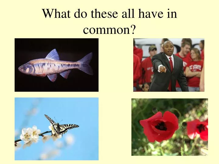 PPT - What do these all have in common? PowerPoint Presentation, free ...
